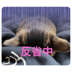 mataron_20230220210155 – LINE stickers | LINE STORE