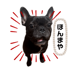 Uchino Shacho - Stiker LINE | LINE STORE