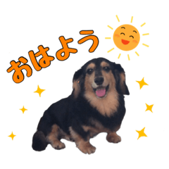 coco_20230225175312 – LINE stickers | LINE STORE