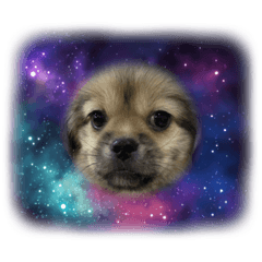 PoPo Dog Maru - LINE スタンプ | LINE STORE