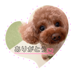 toy poodle(chachamaru) - Stiker LINE | LINE STORE