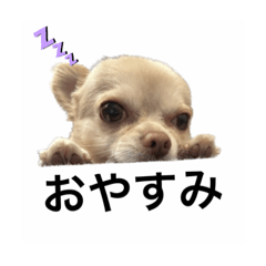 でぶチワワ軍曹（日常編） - LINE スタンプ | LINE STORE