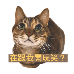 Lucy Hsu_20230305223625 – LINE stickers | LINE STORE