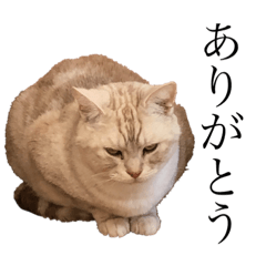 "Toro-chan"handsome cat. – LINE stickers | LINE STORE