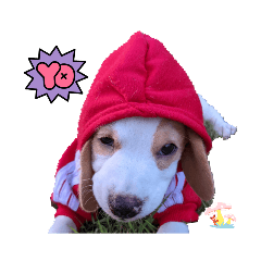 Beagle girl: Pao-tang_20230308001810 – LINE stickers | LINE STORE