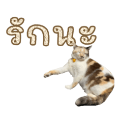 Lookjan Mathawadee – LINE stickers | LINE STORE