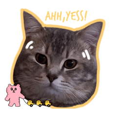 Funding cat – LINE stickers | LINE STORE