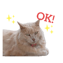 OKI_20230313115753 – LINE stickers | LINE STORE
