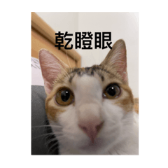 CMH_20230313051628 – LINE stickers | LINE STORE