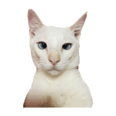 Uni cat_20230314111438 – LINE貼圖 | LINE STORE