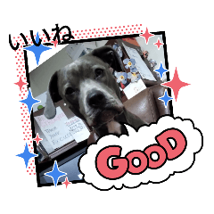 Jitterbug 1 – LINE stickers | LINE STORE