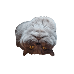 APJ Family – LINE stickers | LINE STORE