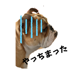 Roche_20230317125537 – LINE stickers | LINE STORE