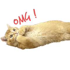 Muffin the cat ! – LINE stickers | LINE STORE