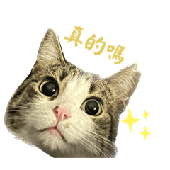 DoDo & ReRe – LINE貼圖 | LINE STORE