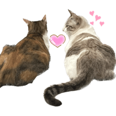 Sambo cat - LINE スタンプ | LINE STORE