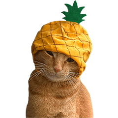 weird cat, jotao 2 – LINE貼圖 | LINE STORE