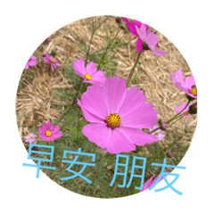 Starshow_20230324015629 - LINE スタンプ | LINE STORE