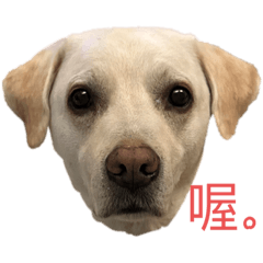 Arther Dog – LINE stickers | LINE STORE