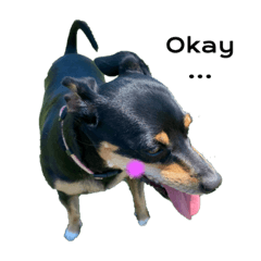 Aya Foxie dogs – LINE stickers | LINE STORE