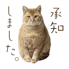 CHABO_20230326174728 - Stiker LINE | LINE STORE