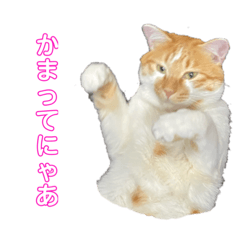 FAL Cat Stamp's – LINE stickers | LINE STORE