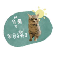 Pawee_20230328183618 - LINE スタンプ | LINE STORE