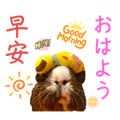 Chocolin friends喬可栗一家親ʢ•·̫•ʡ - LINE スタンプ | LINE STORE