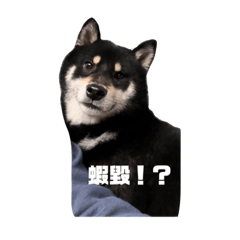 Pei chi_20230401160025 – LINE stickers | LINE STORE