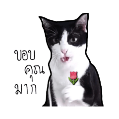 RG CAT_20230403121836 – LINE stickers | LINE STORE