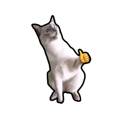RG CAT_20230404132309 – LINE stickers | LINE STORE