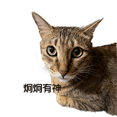 little cat Z's life – Stickers LINE | LINE STORE