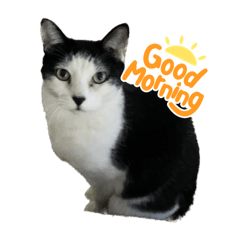 hachiware_20230405144042 – Stickers LINE | LINE STORE