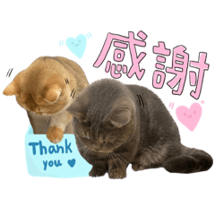 OMO&OMI-CUTE CATS – LINE stickers | LINE STORE