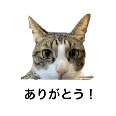 もも 2番目 - LINE スタンプ | LINE STORE