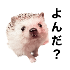 ハリネズミのとろちゃん - LINE スタンプ | LINE STORE
