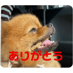 ぽん太のゆかいな一日 - LINE スタンプ | LINE STORE