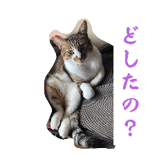 WAM ＆ EVE - LINE スタンプ | LINE STORE