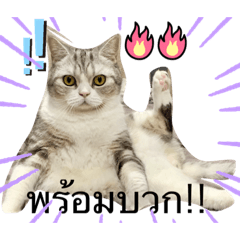 Snowball Saimai Shabu cats – LINE stickers | LINE STORE