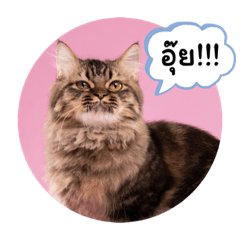 Kittysaurus Vol.2 – LINE stickers | LINE STORE