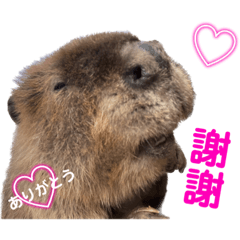 KKPC_20230415163831 – LINE stickers | LINE STORE