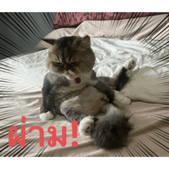 Shifu fat cat – LINE stickers | LINE STORE