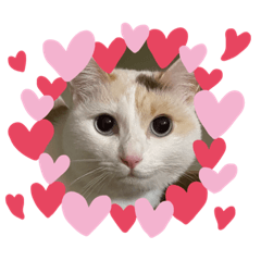 Hi,I'm Hina – Stickers LINE | LINE STORE