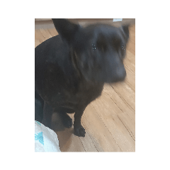 rhea_20230420212122 – LINE stickers | LINE STORE