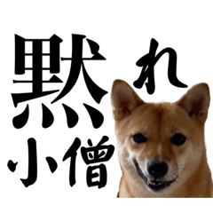 mameshiba Ine_20230420230942 – LINE stickers | LINE STORE