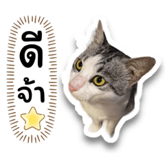 SP-Cat – LINE stickers | LINE STORE