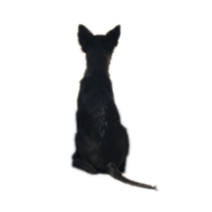 Calli and her dogs_20230425214627 – LINE stickers | LINE STORE