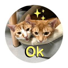 Mi Mi Cat_20230425172548 – Stickers LINE | LINE STORE