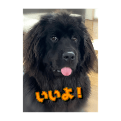 Newfoundland Sumi's Daily Life - Stiker LINE | LINE STORE