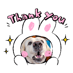 chim_20230427140847 - LINE スタンプ | LINE STORE